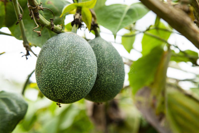 421 Passiflora Ligularis Photos - Free & Royalty-Free Stock Photos from ...