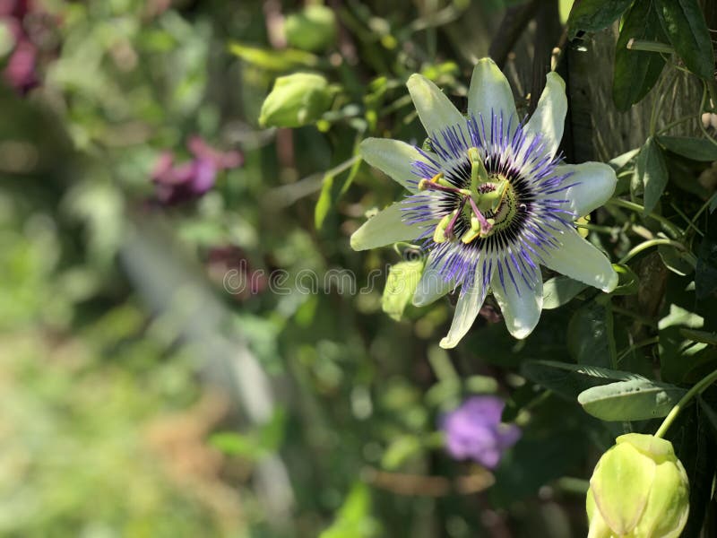 Passiflora stock photo. Image of garden, flower, passiflora - 250954470