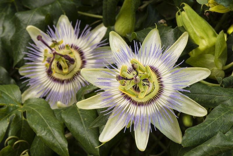 Passiflora passion flower stock photo. Image of petal - 117533804