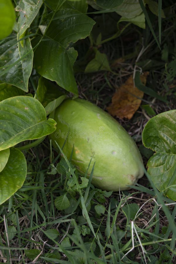 Passiflora Quadrangularis Fruit on the Ground Stock Photo - Image of ...