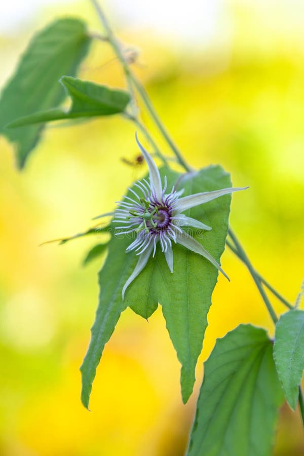 Passiflora Quinquangularis Cat Faced Passion Flower Vine Blooms Stock ...