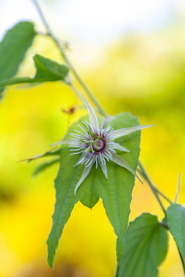 Passiflora Quinquangularis Cat Faced Passion Flower Vine Blooms Stock ...