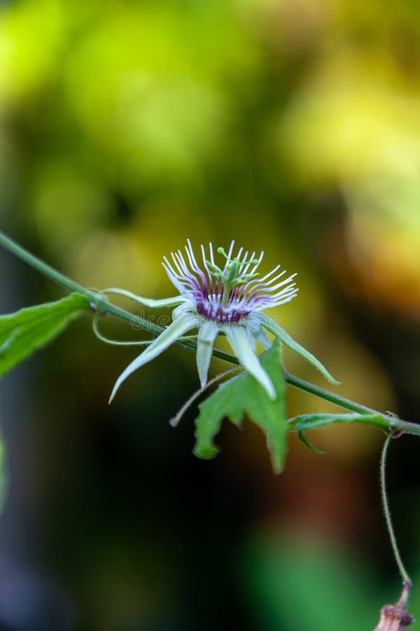 Passiflora Quinquangularis Cat Faced Passion Flower Vine Blooms Stock ...