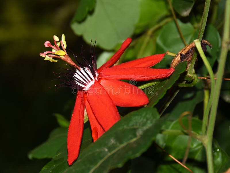 Passiflora racemosa stock image. Image of floral, flora - 81301267