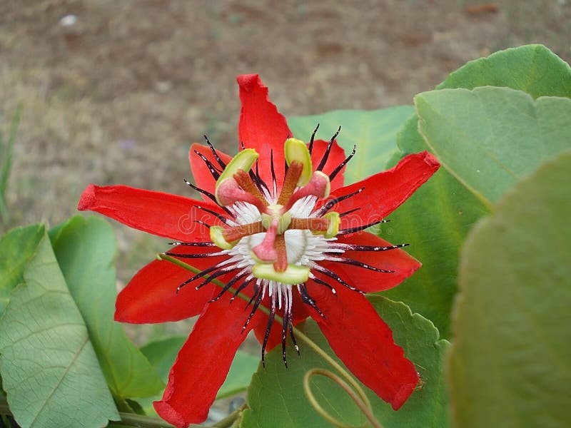 Passiflora Racemosa (the Red Passionflower) Stock Image - Image of lily ...