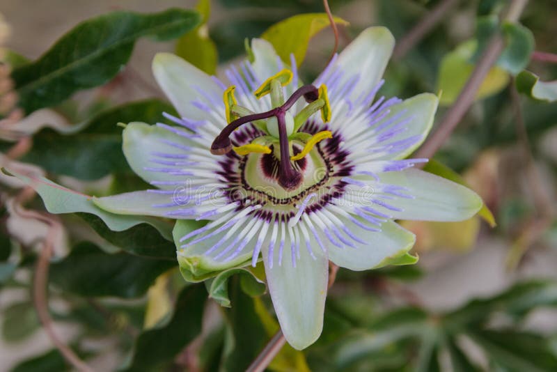 Passiflora White Flower Macro Closeup Stock Image - Image of closeup ...