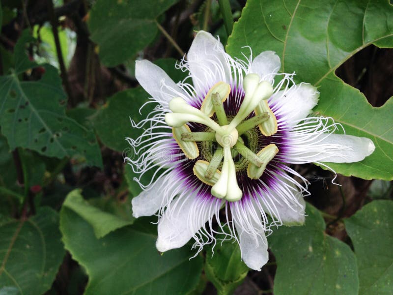 PASSIFLORACEAE - Stinking Passion Stock Image - Image of flower, fruit ...