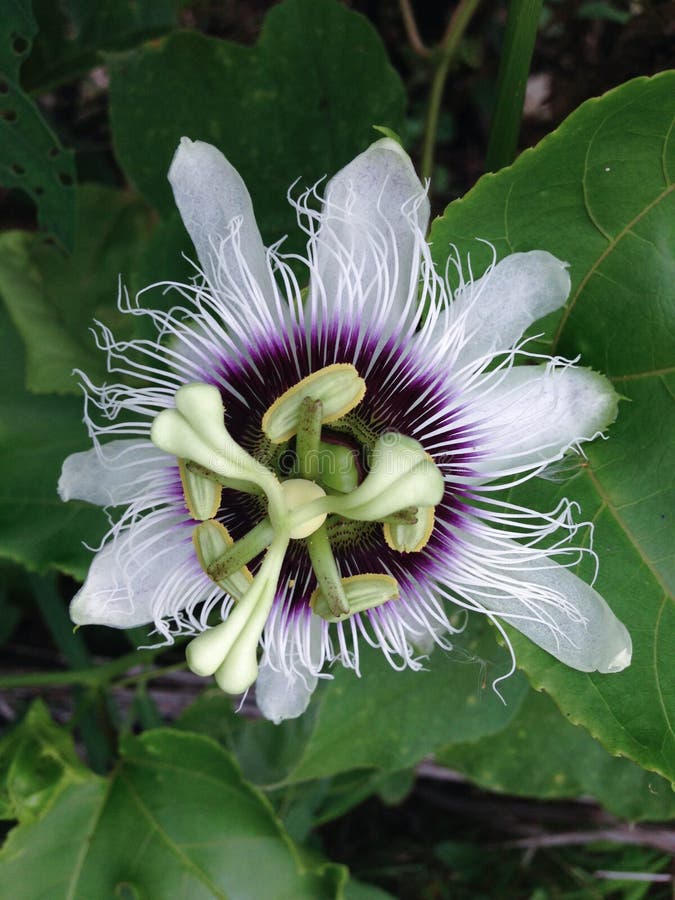 PASSIFLORACEAE - Stinking Passion Flower Thai Stock Image - Image of ...