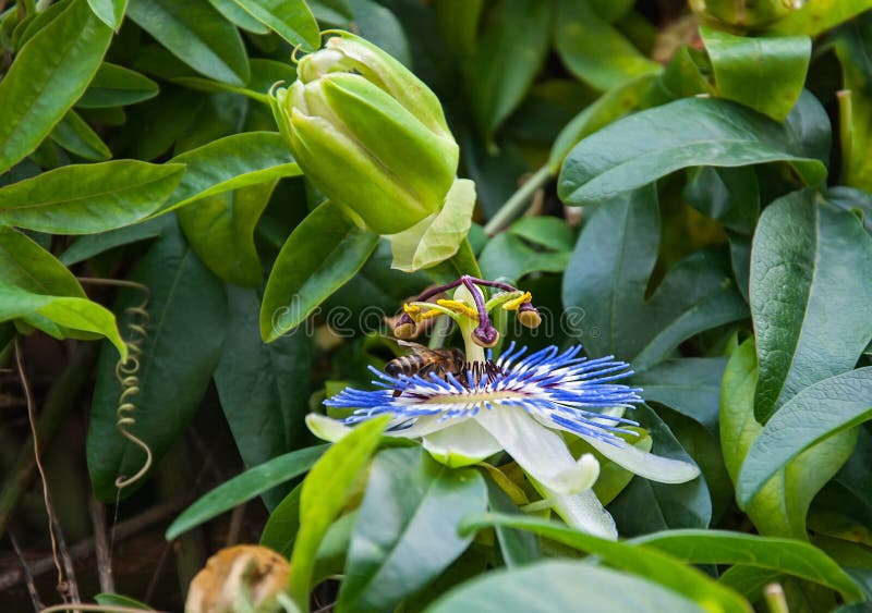 Passiflore image stock. Image du floral, beau, floraison - 87574081