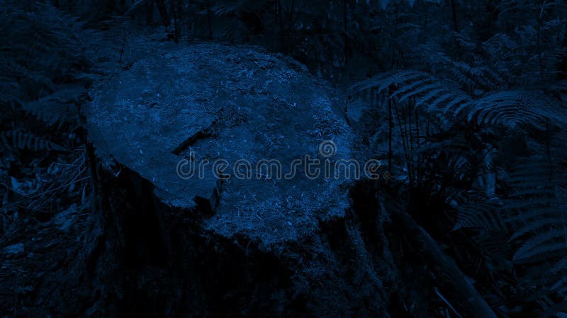 Passing Cut Tree Stump at Night Stock Video - Video of forestry, tree ...