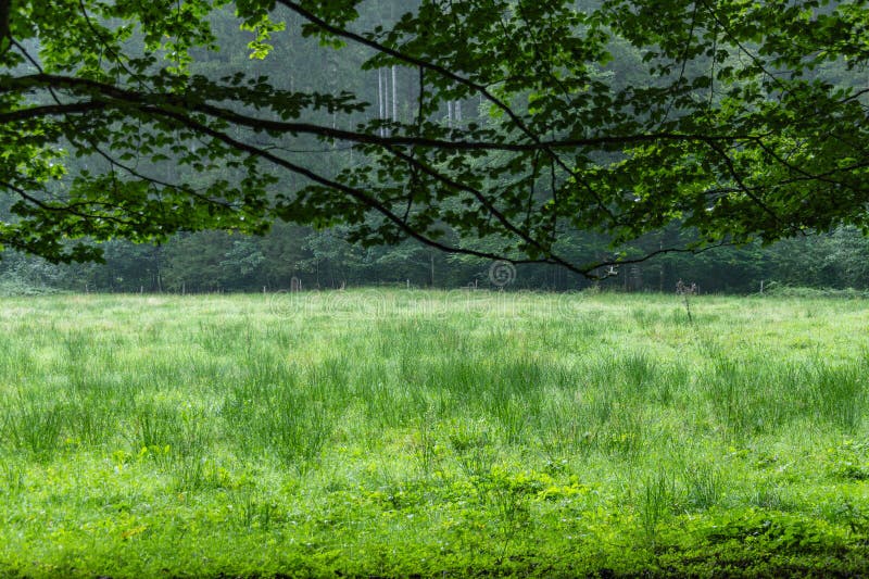 Passing the Empty Meadow stock photo. Image of land - 333063322