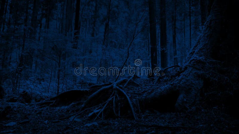 Passing Tree Roots in the Forest at Night Stock Video - Video of ...