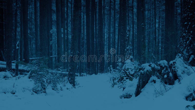 Passing Path through Dark Woods in Snowfall Stock Footage - Video of ...