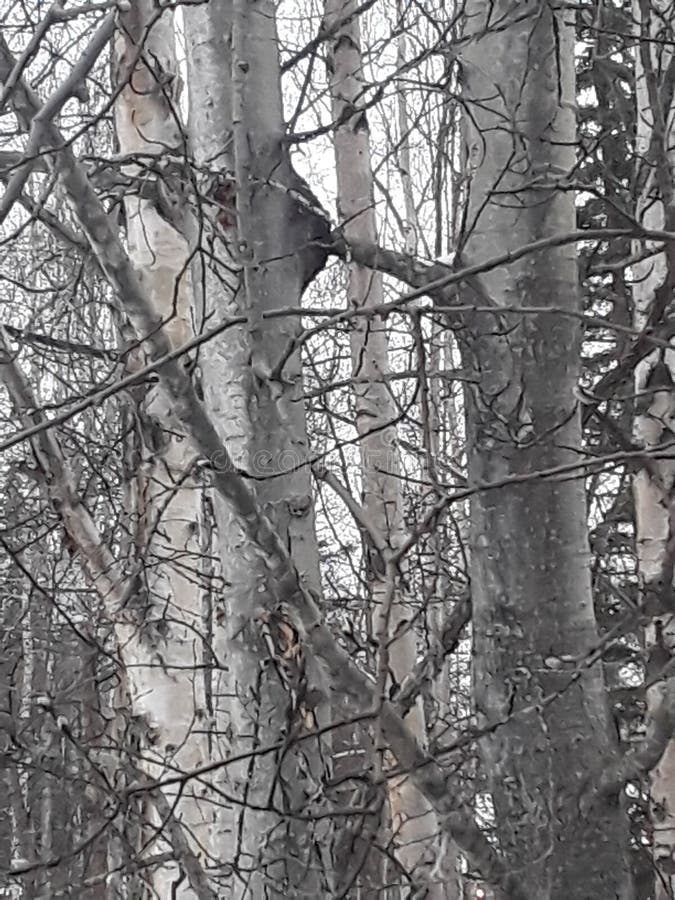 Passing thru stock image. Image of branch, grows, tree - 139690649