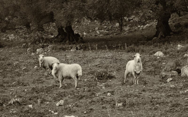 Sheep Frolicking Stock Photos - Free & Royalty-Free Stock Photos from ...