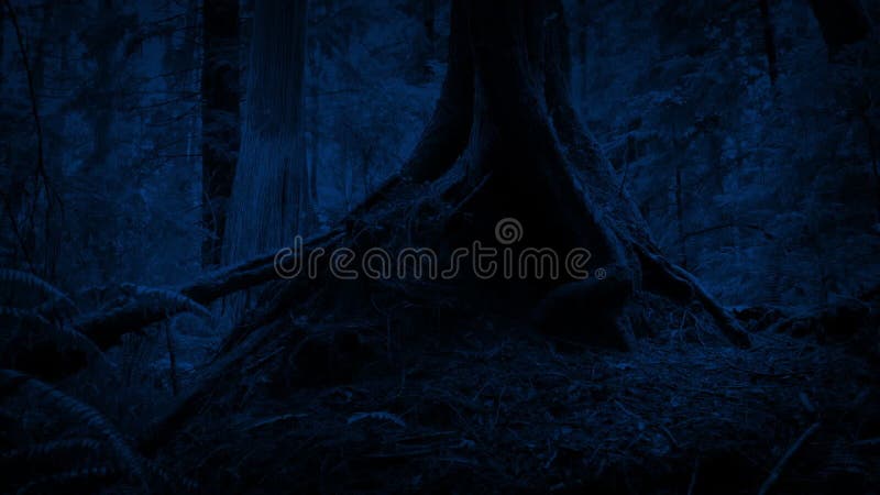 Tree Roots in the Woods Late at Night Stock Video - Video of wood, deep ...