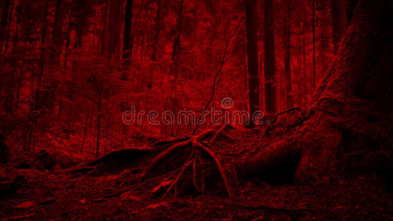 Tree Roots in Soil with Sunlight, Nature Detail. Earth Connection and ...