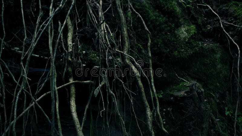Passing Tree Roots of Upturned Tree Stock Footage - Video of trunk ...