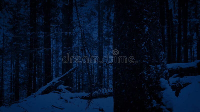 Passing Tree Roots in the Forest at Night Stock Video - Video of ...