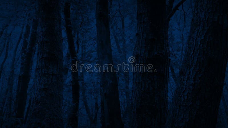Passing Tree Roots in the Forest at Night Stock Video - Video of ...