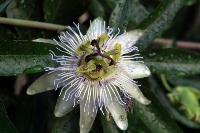 Passion Flower stock photo. Image of petal, tropical - 94922136