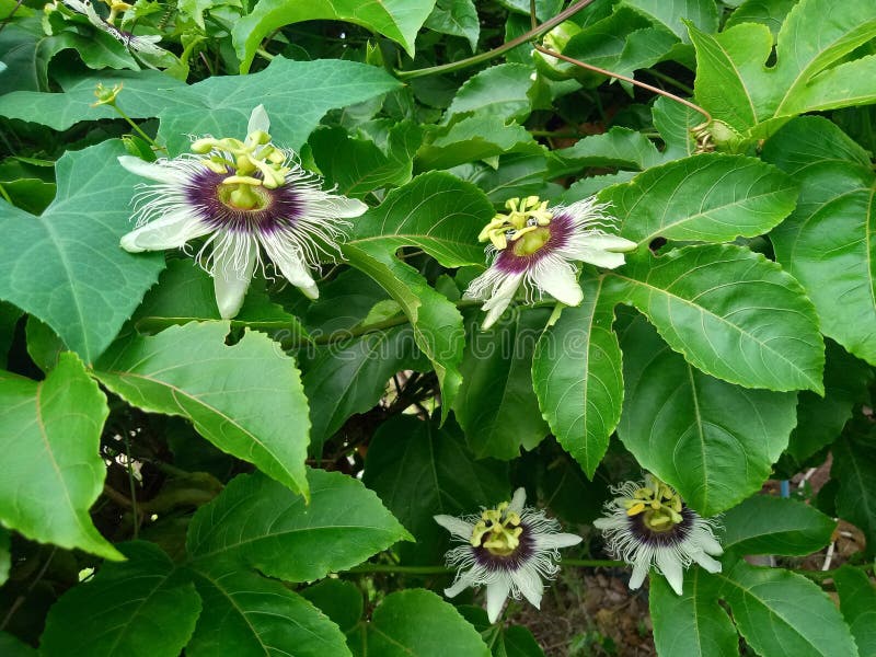 Passion Flower ,Asian Friut Stock Photo - Image of blossom, green ...