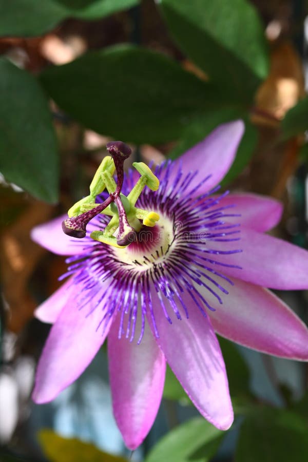 Passion flower in bloom stock image. Image of plant - 185900119