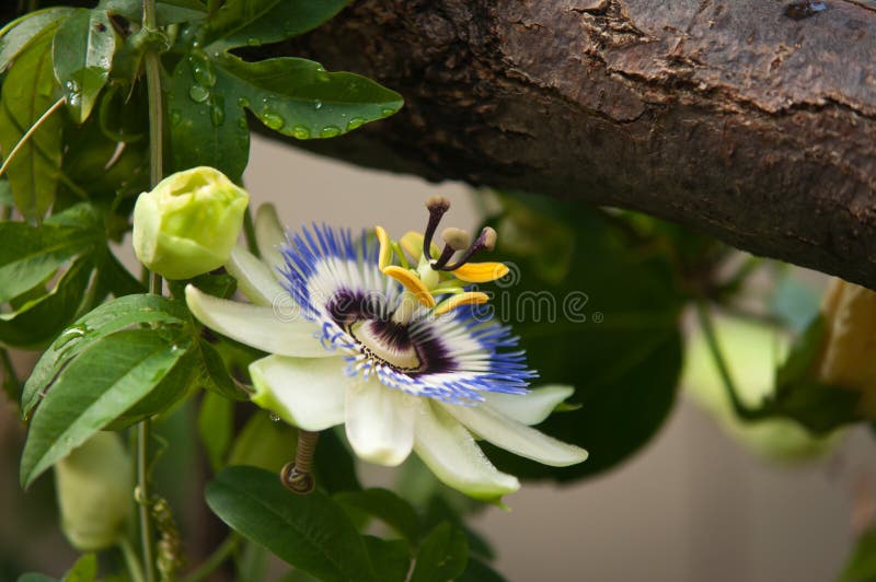 Passion Flower with a Bough Stock Photo - Image of bloom, stem: 23487086