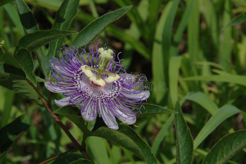 Passion-flower, May-pop (Passiflora Incarnata) Stock Photo - Image of ...