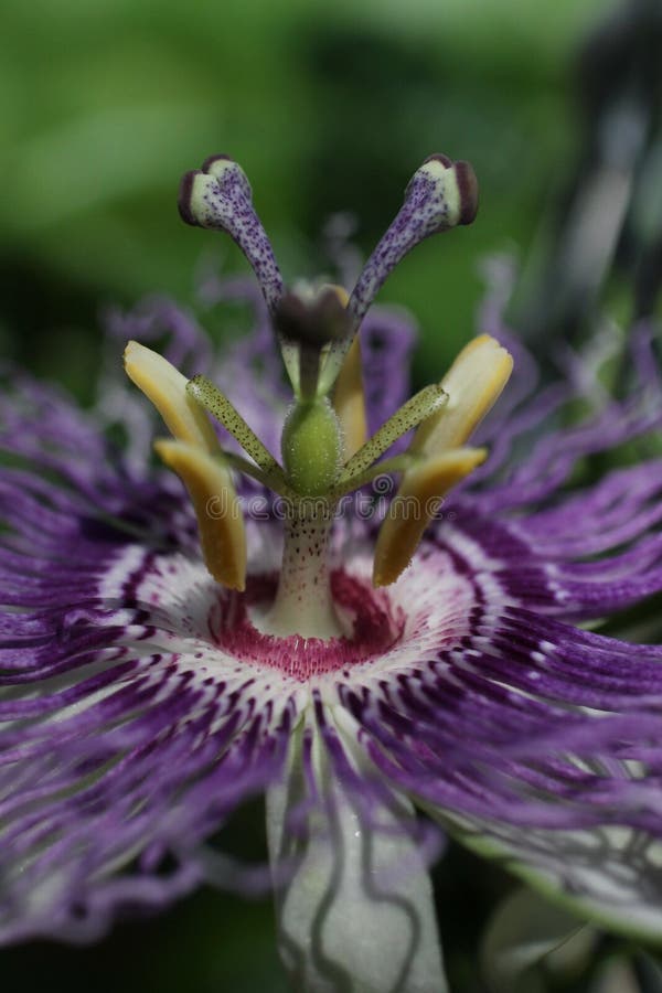 Passion Flower Maypop stock image. Image of bloom, climb - 28178927