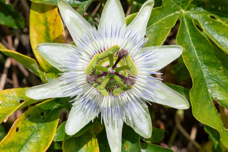 Passion Flower (passiflora Caerulea Stock Image - Image of botanical ...