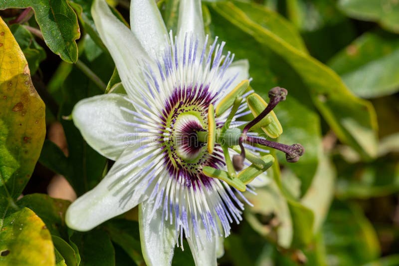 Passion Flower (passiflora Caerulea Stock Photo - Image of flower ...