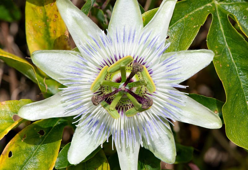 Passion Flower (passiflora Caerulea Stock Image - Image of head, blue ...