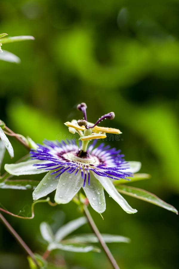 Passion Flower - Passiflora Incarnata Stock Image - Image of details ...