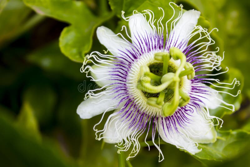 Blooming passiflora stock photo. Image of natural, seasonal - 59699210