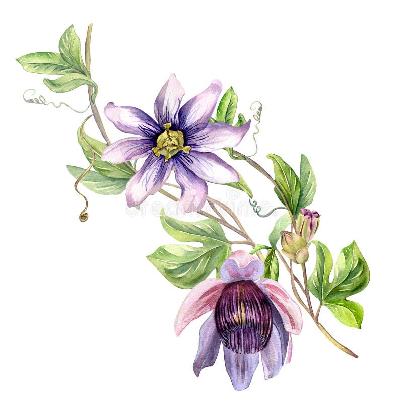 Passion Flower Plant Watercolor Illustration Isolated On White Stock