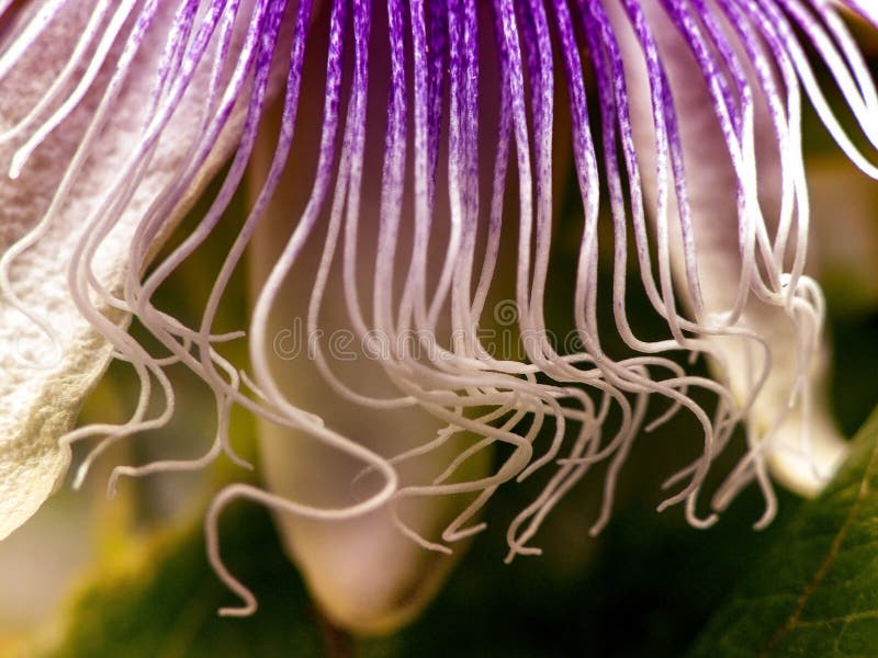 Passion flower tendrils stock image. Image of purple - 90562855