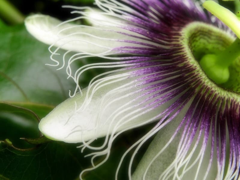 Passion Flower Tendrils and Petals Stock Image - Image of granadillas ...