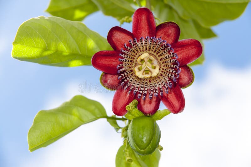 Passion fruit flower stock photo. Image of maracuya, flower - 45397876