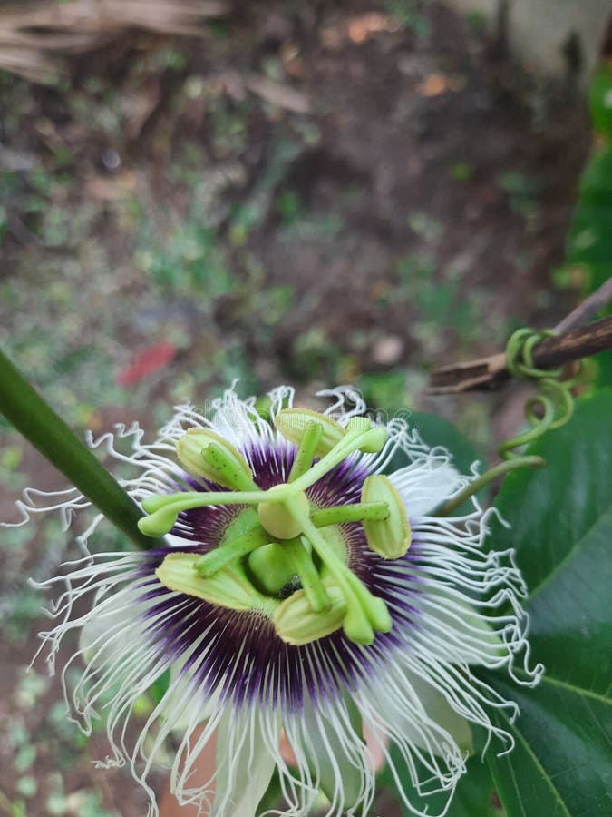 Passion fruit flower stock image. Image of flower, blossom - 253525679