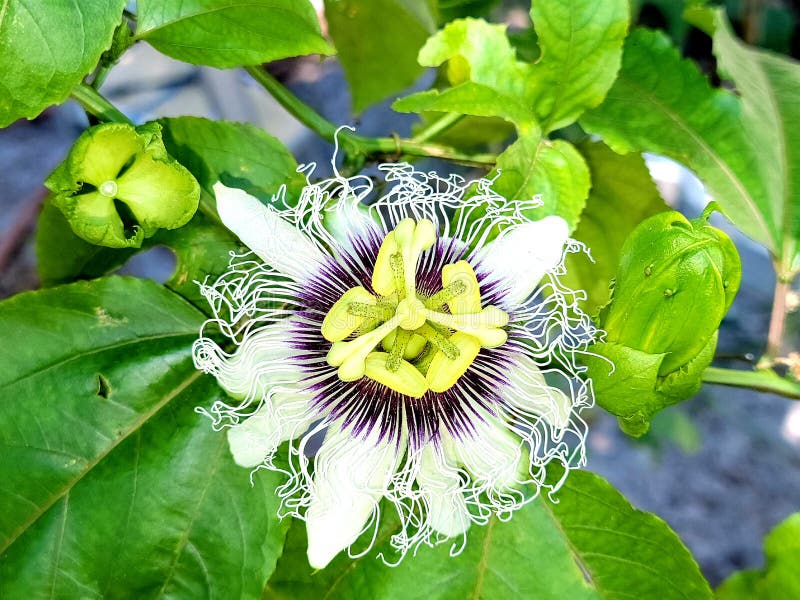 Passion Fruit Flower on the Tree with Bulbs Stock Photo - Image of tree ...