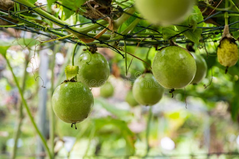 616 Passion Fruit Plantation Stock Photos - Free & Royalty-Free Stock ...