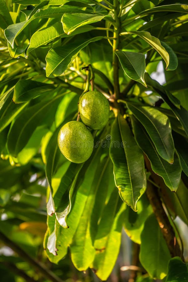 Passion Fruit Growing on the Tree Vine. Calabash Fruit on Crescentia ...