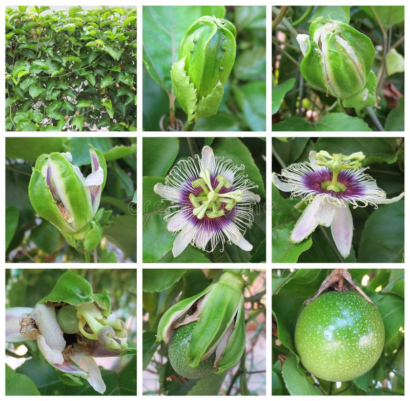 Passion fruit stock photo. Image of lapse, climbing, fruit - 56404036 Passion fruit stock photo. Image of lapse, climbing, fruit - 56404036