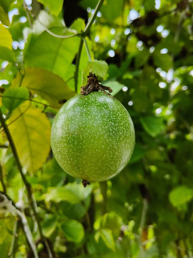A Passion Fruit or Markisa, Not yet Ripe. Stock Image - Image of plant ...