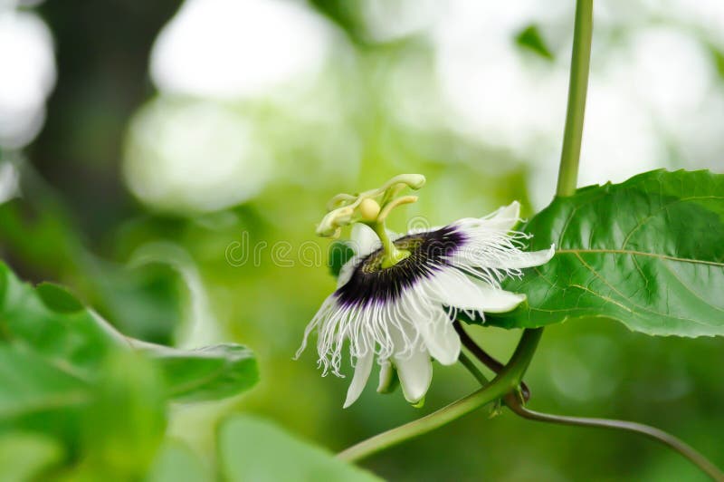 Passion Fruit Plant , Passion Fruit Flower on the Farm Stock Photo ...