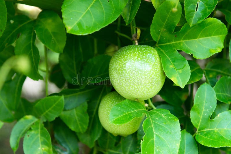 Passion fruit plant stock image. Image of green, flora - 103064985