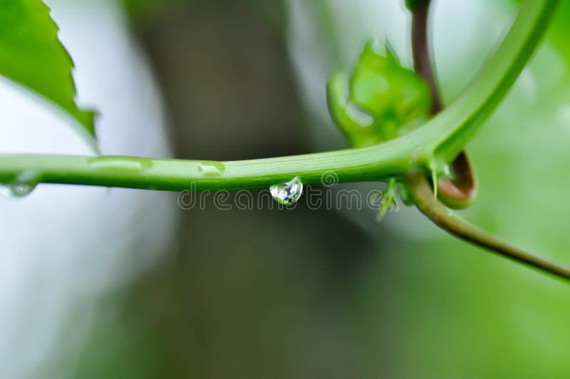 Passion Fruit Plant, Passiflora Edulis or Passionfruit or Maracuja or ...