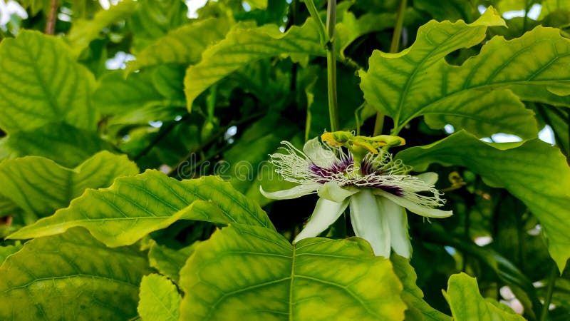 A Passion Fruit Plant that is in the Process of Bearing Fruit Stock ...