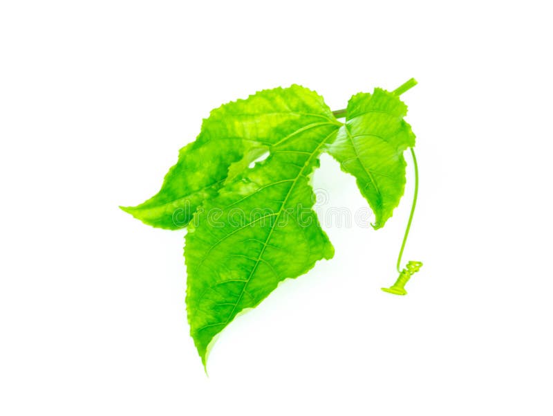 Passion Fruit`s Green Leave Isolated on White Background Stock Photo ... Passion Fruit`s Green Leave Isolated on White Background Stock Photo ...